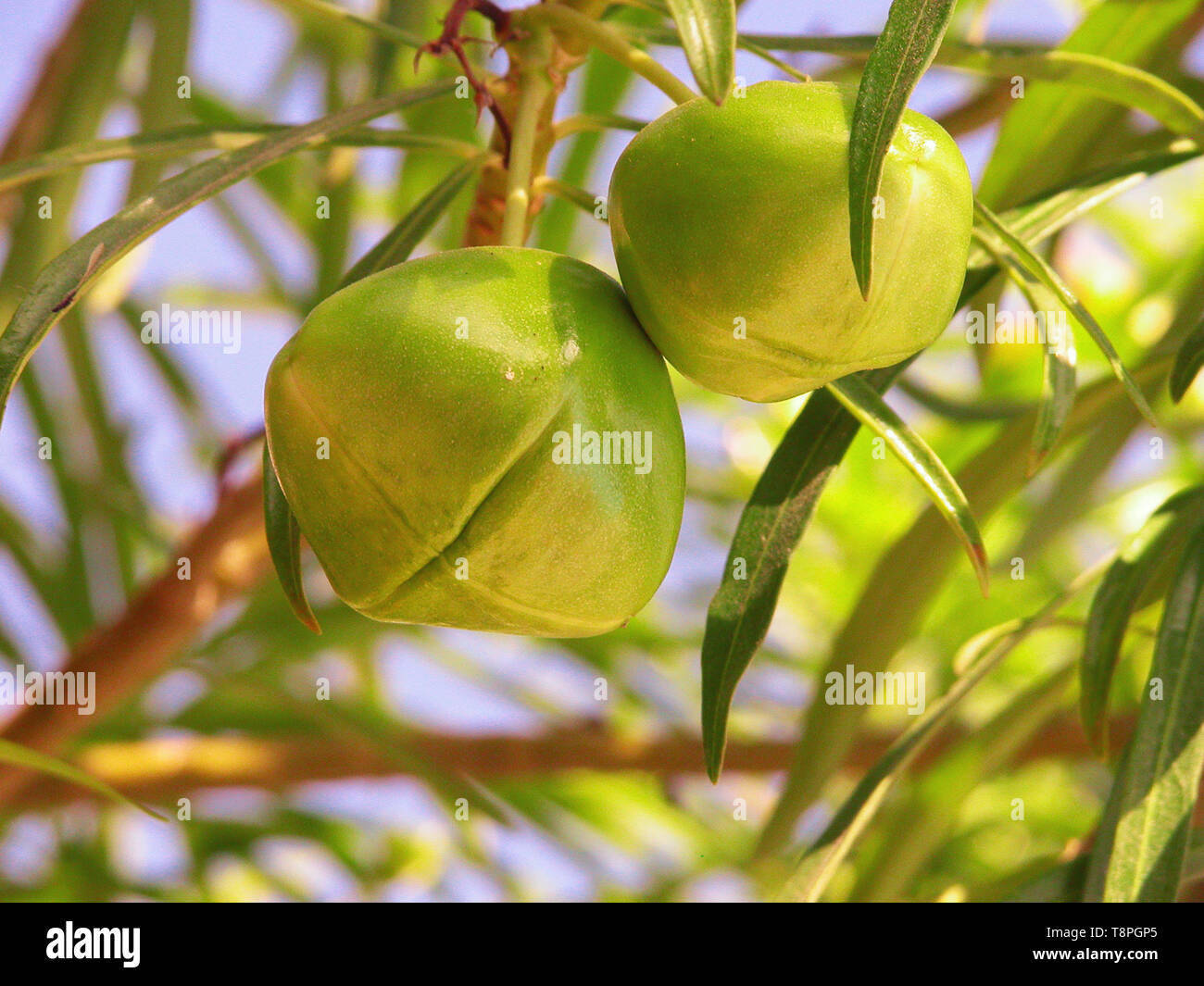 Thevetia Peruviana Seeds