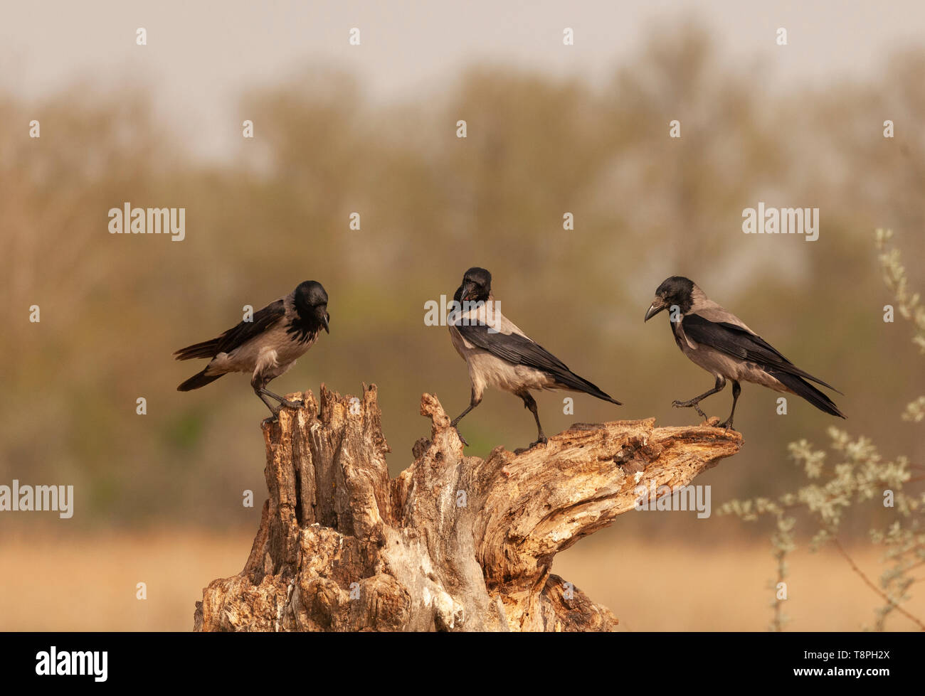 Crows Standing High Resolution Stock Photography and Images - Alamy
