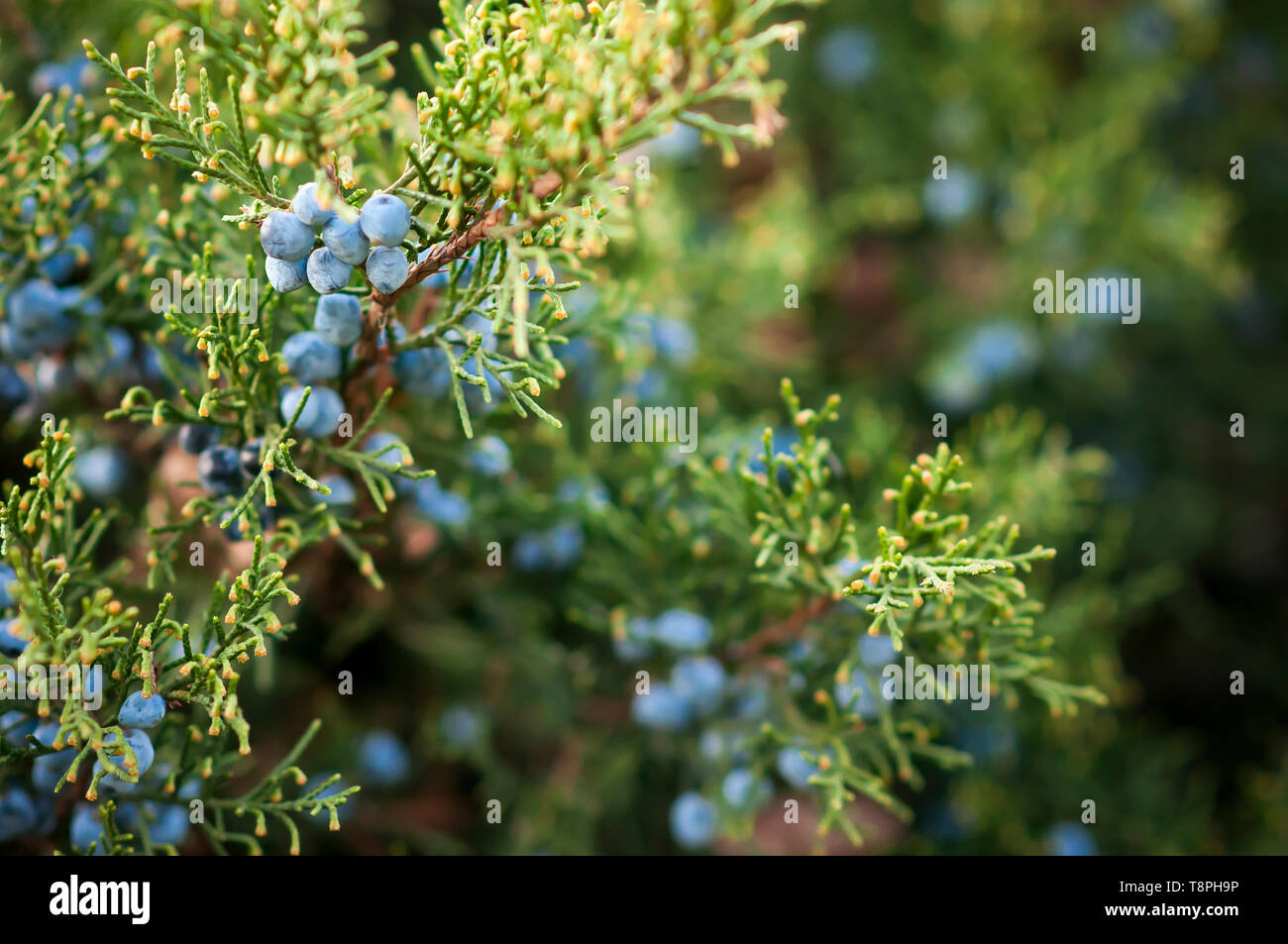 Coniferous plants hi-res stock photography and images - Alamy
