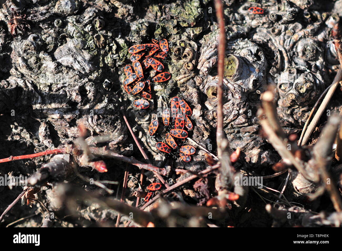 Firebug pyrrhocoris apterus hi-res stock photography and images - Alamy