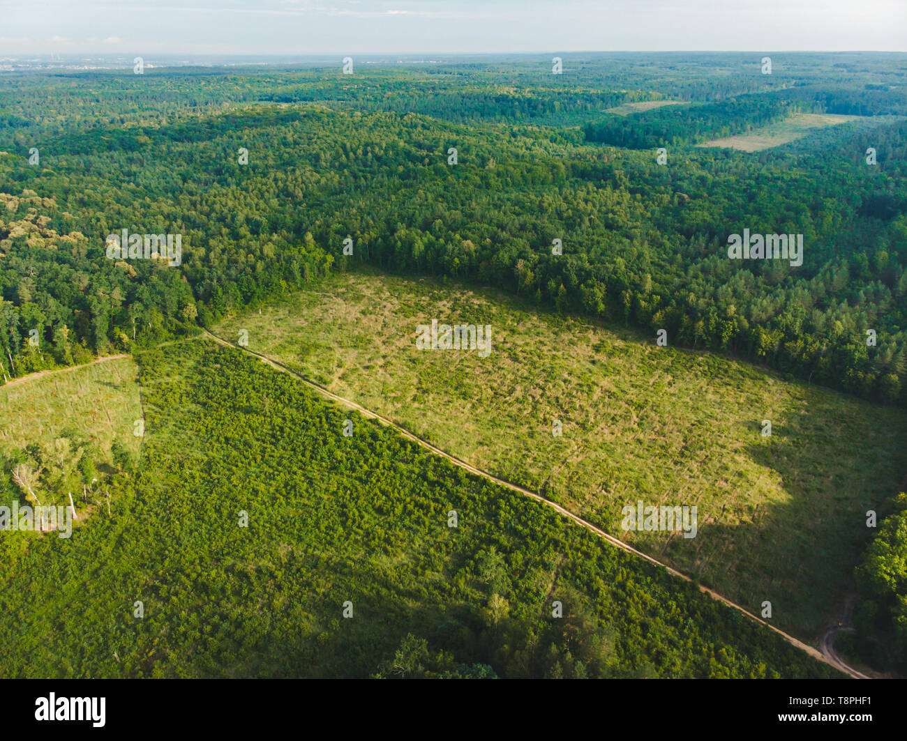 view of deforestation in center of big forest. destruction Stock Photo ...