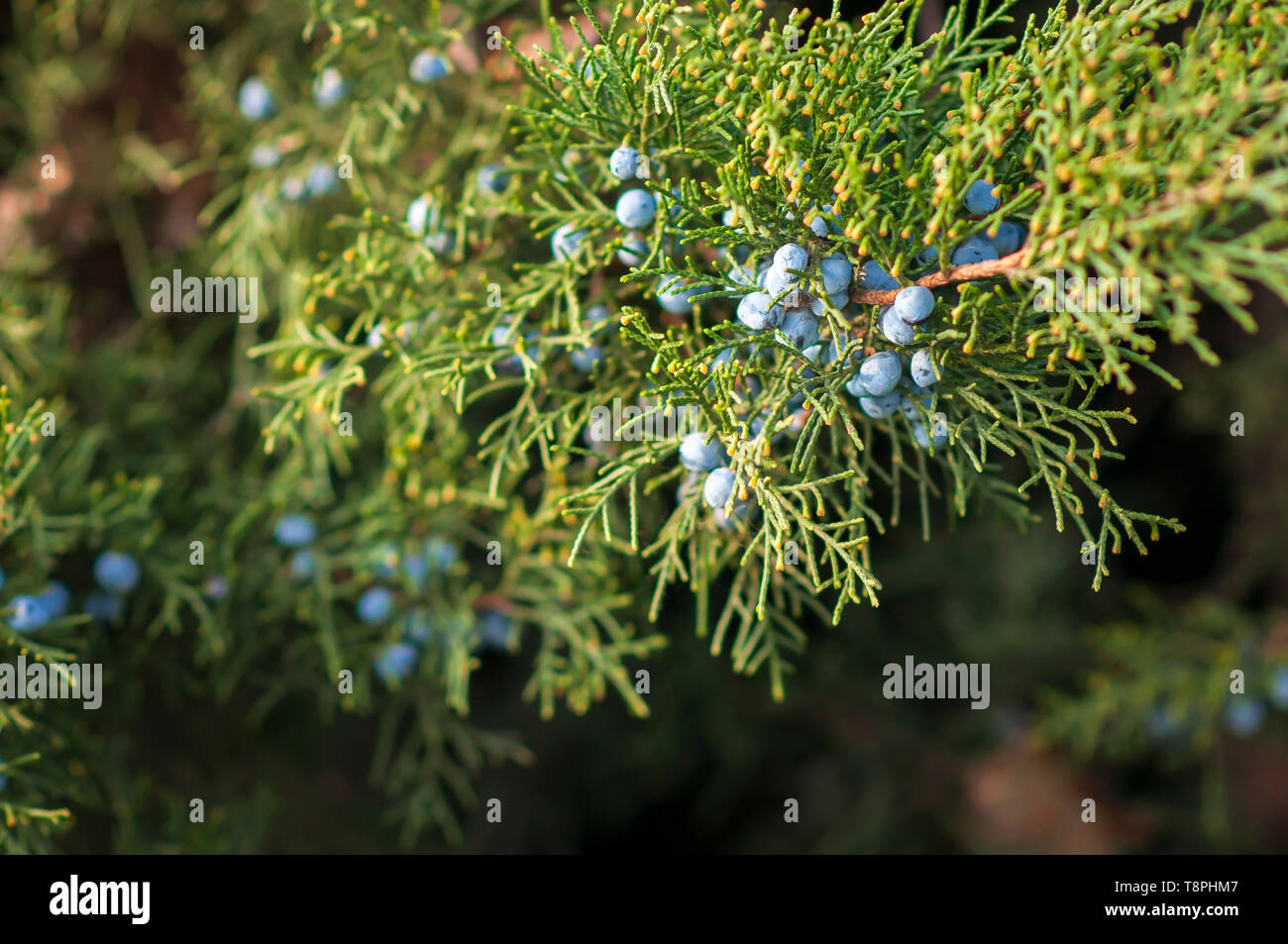 Juniper (Juniperus) fruits on the bush, coniferous plants Stock Photo ...