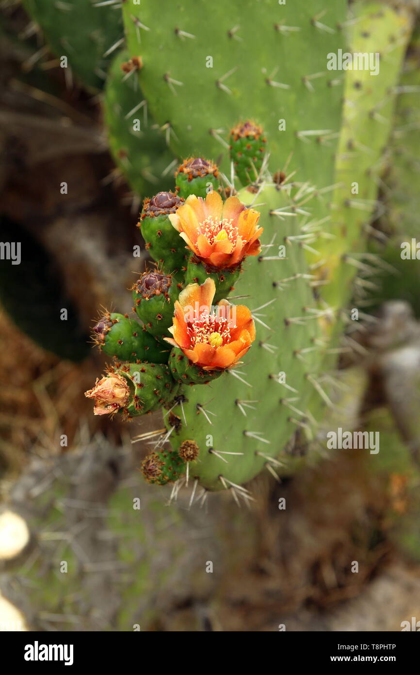 Opuntia matudae hi-res stock photography and images - Alamy