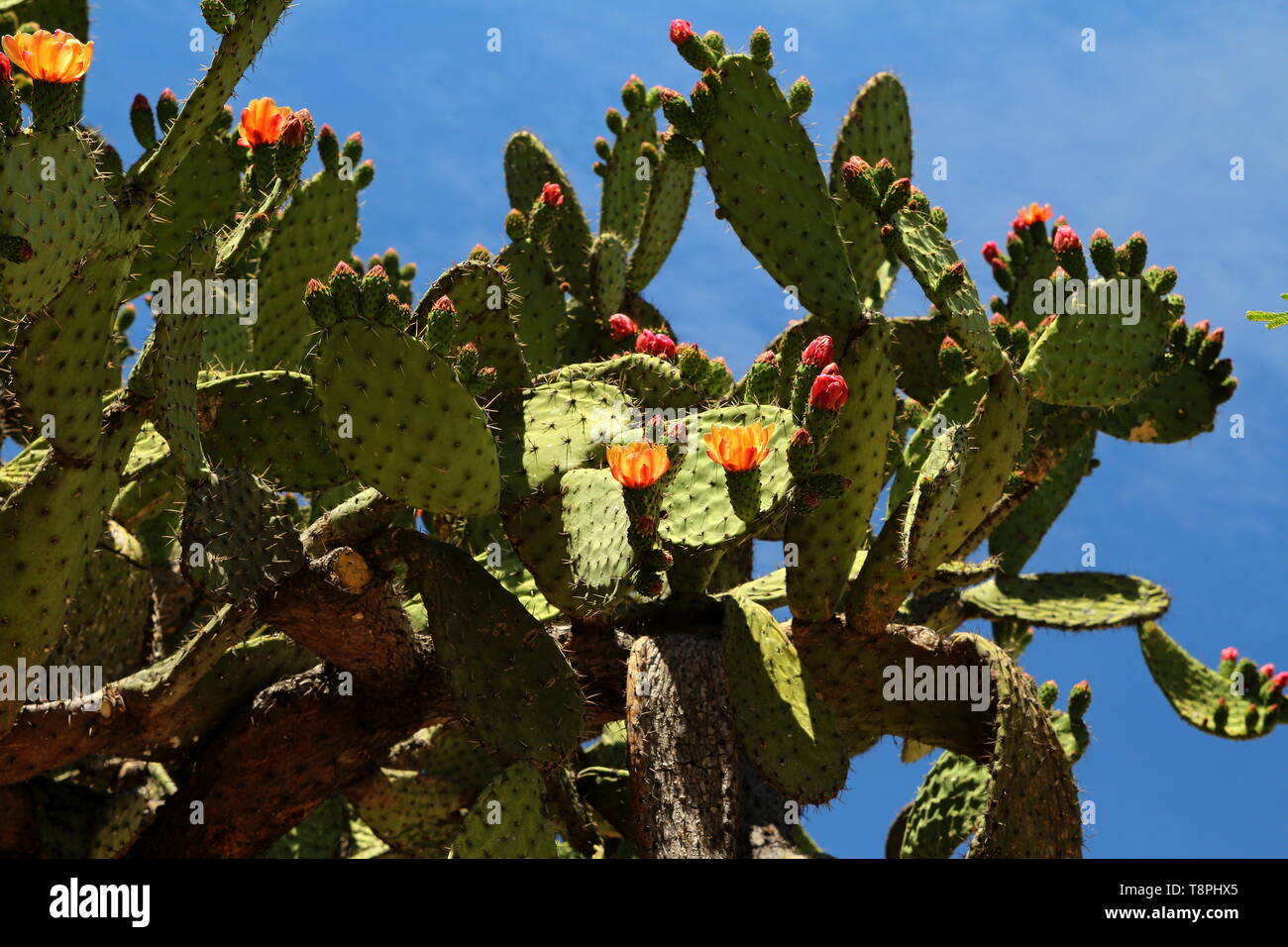 Nopal flower hi-res stock photography and images - Alamy