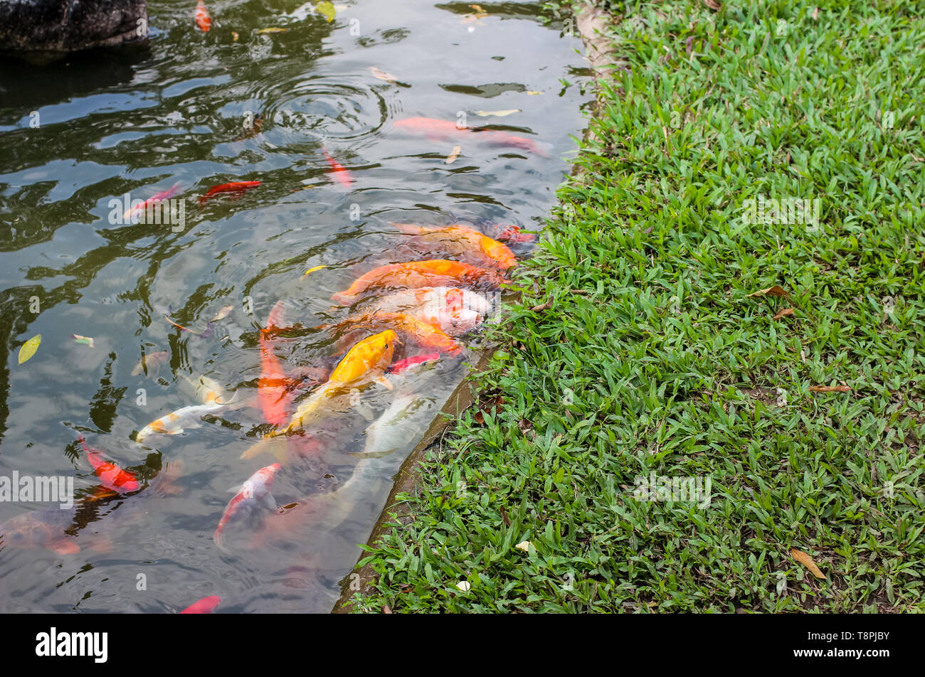 Koi carp fish swimming in a water. Golden fish swimming in pond Stock ...