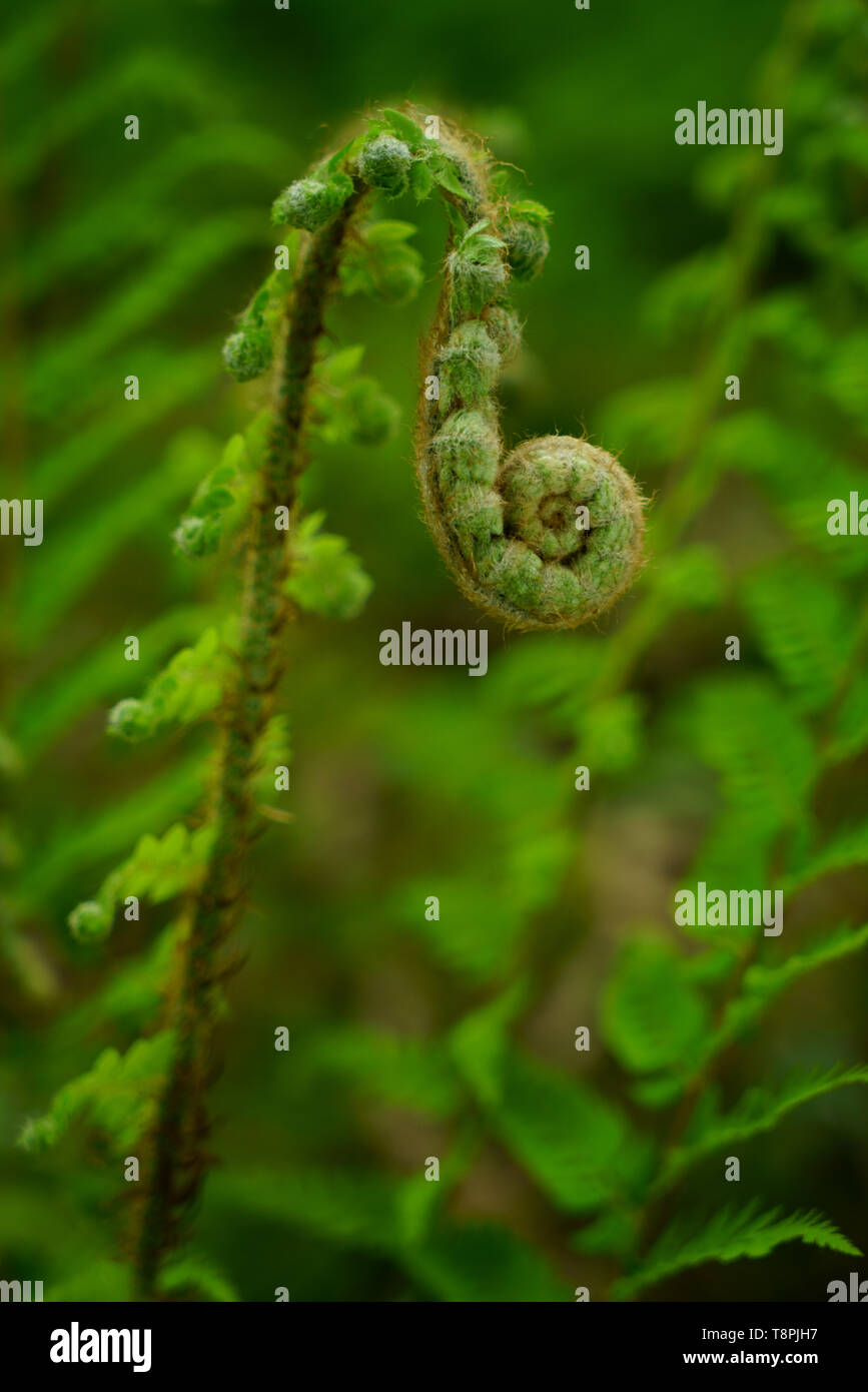 Unfurling springtime ferns hi-res stock photography and images - Alamy