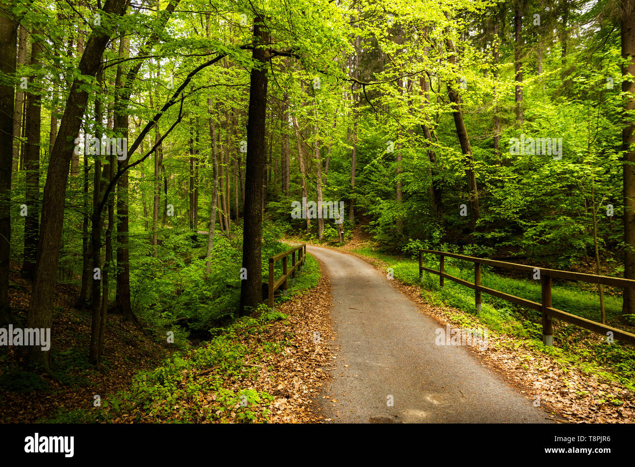 Rural road in summer forest Stock Photo - Alamy