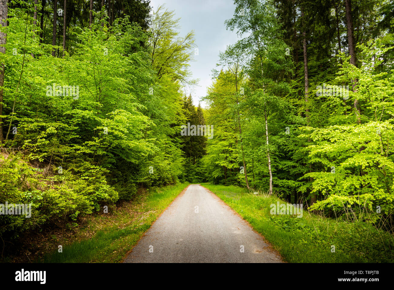 Rural road in summer forest Stock Photo - Alamy