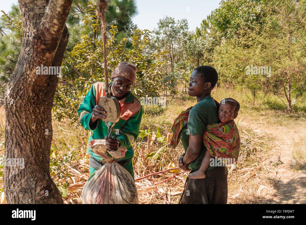Weighing Maize High Resolution Stock Photography and Images - Alamy