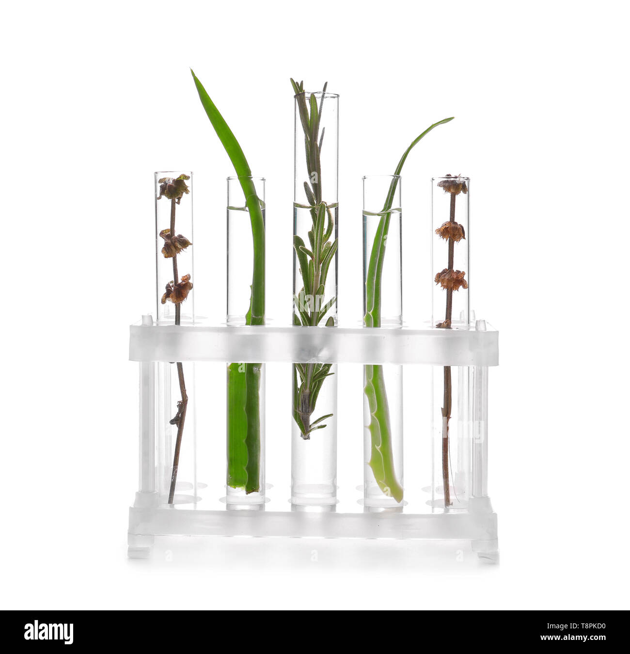 Test tubes with different plants in holder on white background Stock ...