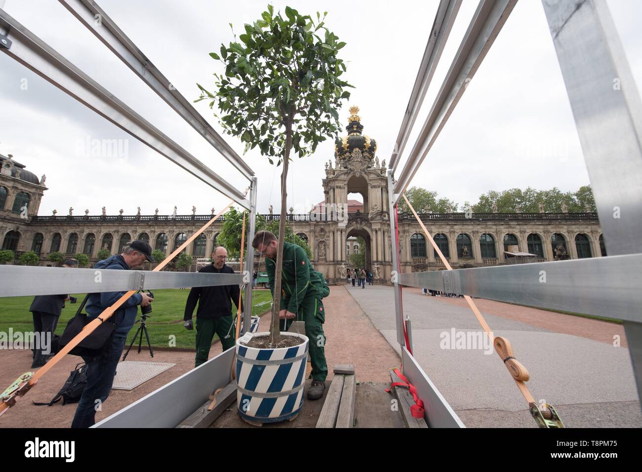 Crown lift tree hi-res stock photography and images - Alamy