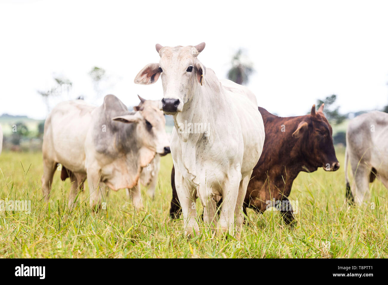 Domestic beef cattle in rural areas hi-res stock photography and images ...