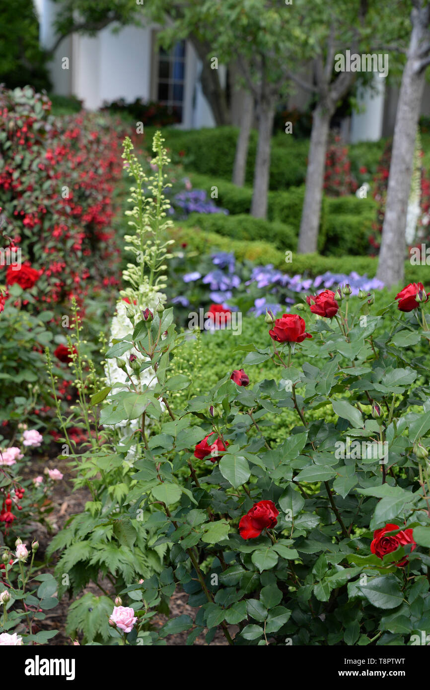 Washington DC, USA. 14th May, 2019. Flowers are in bloom in the Rose ...