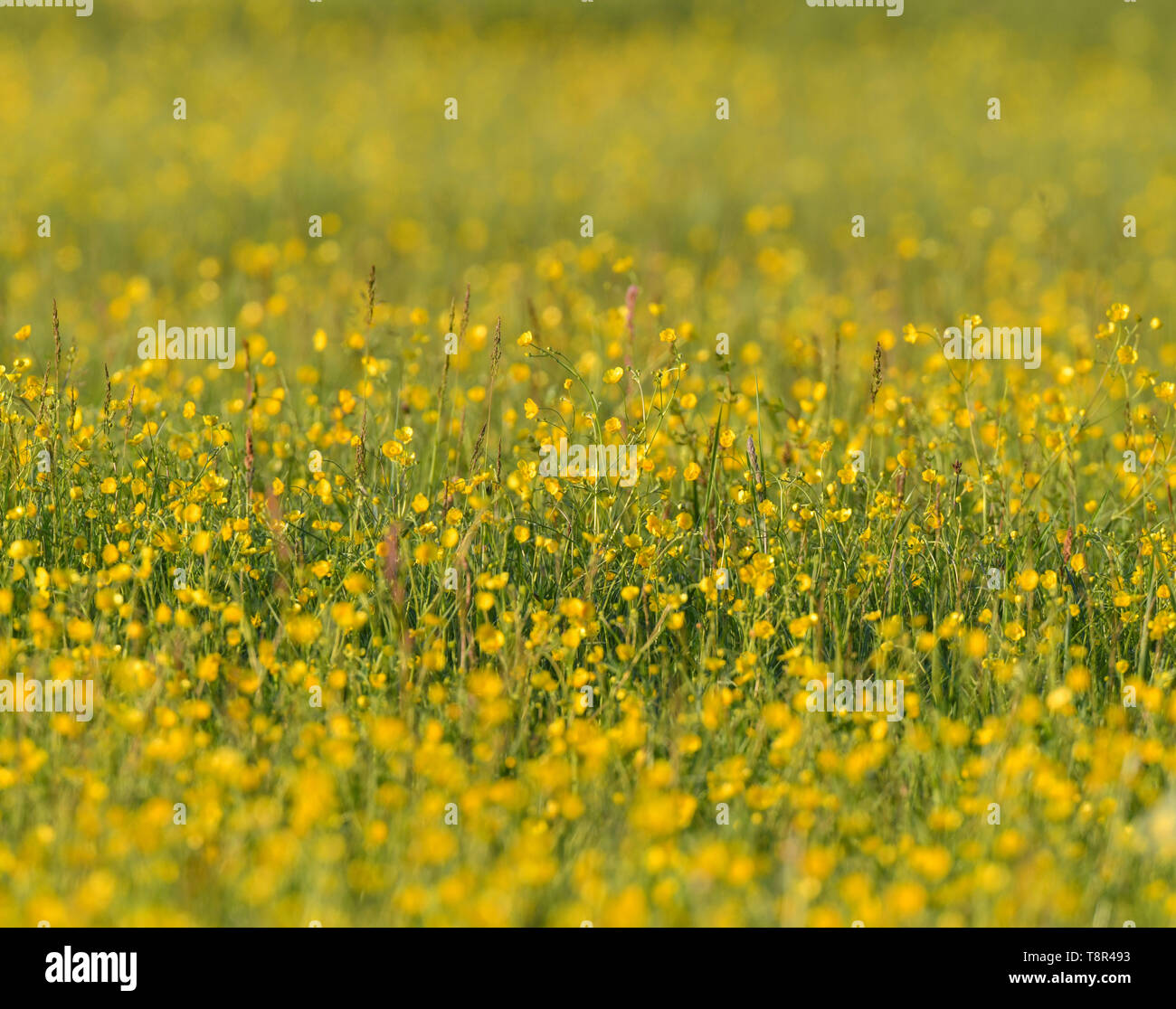 Plants for damp places hi-res stock photography and images - Alamy