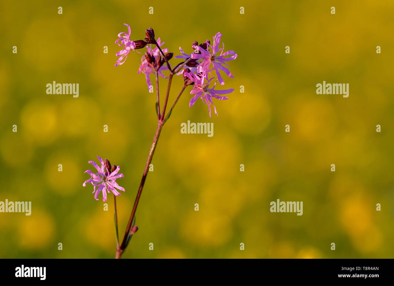 Flowering plants in swamps hi-res stock photography and images - Alamy