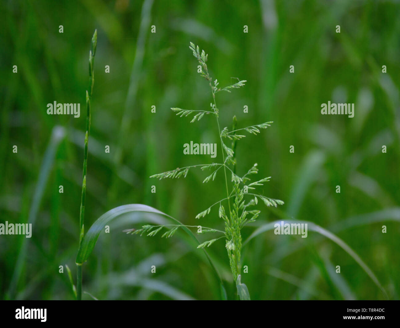 Poa annua hi-res stock photography and images - Alamy
