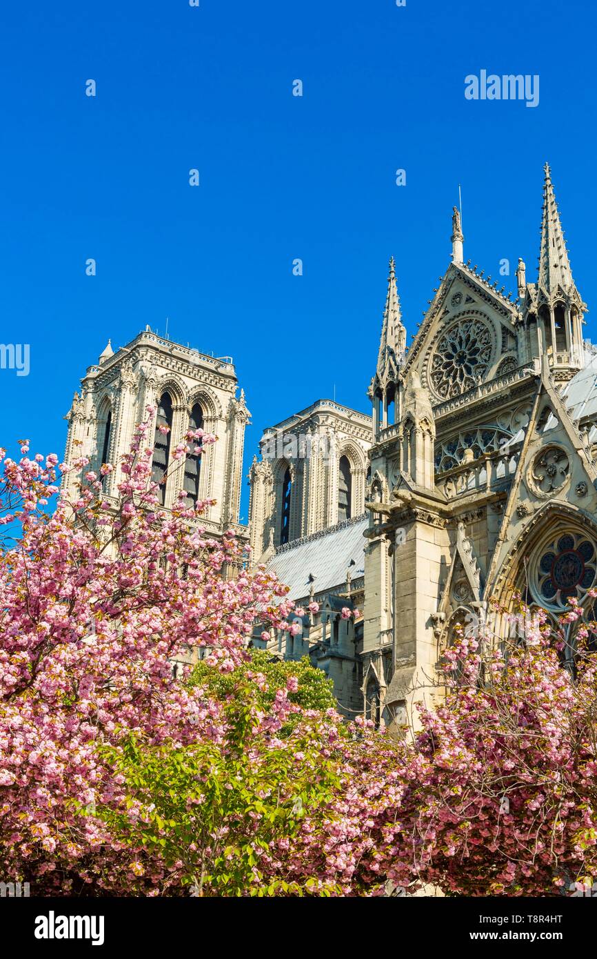 Blossoms notre dame hi-res stock photography and images - Alamy