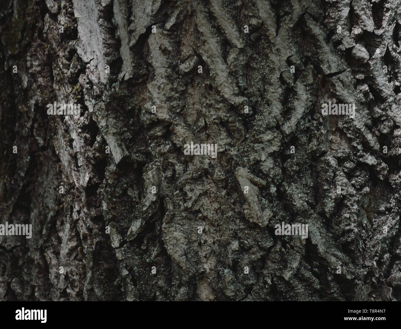 Close-up of the furrowed bark of walnut tree Stock Photo - Alamy