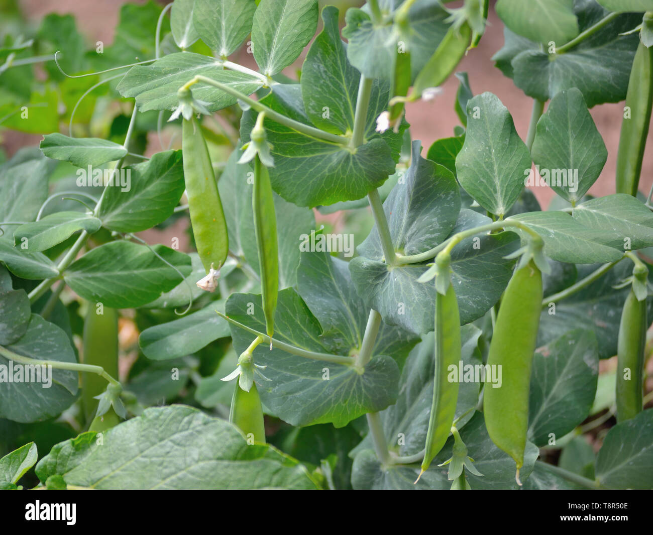 Peas farming hi-res stock photography and images - Alamy