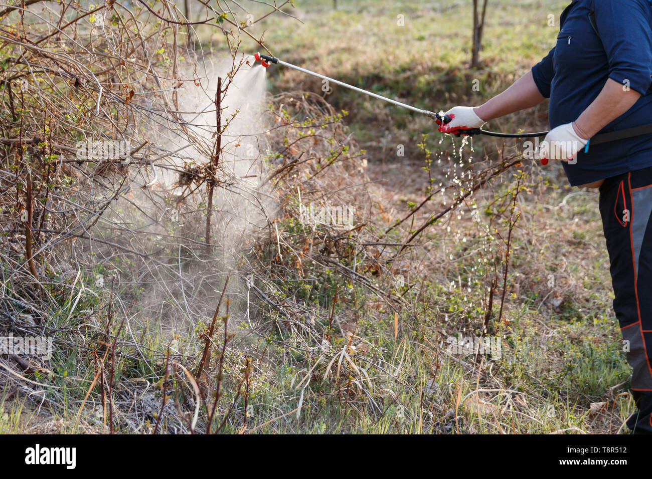 spray herbicide on the field Stock Photo - Alamy