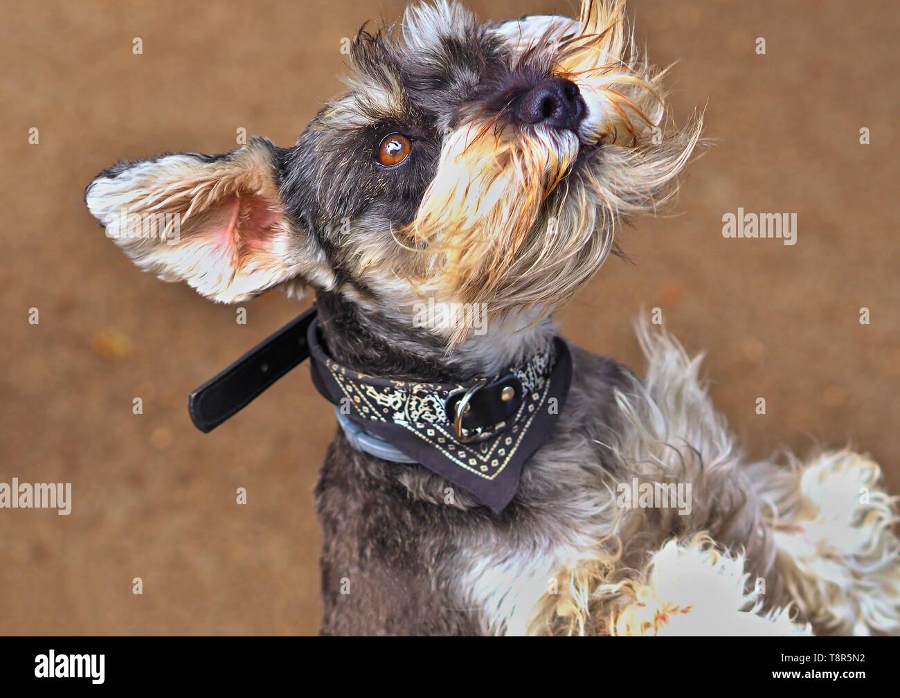 Flying ears hi-res stock photography and images - Alamy