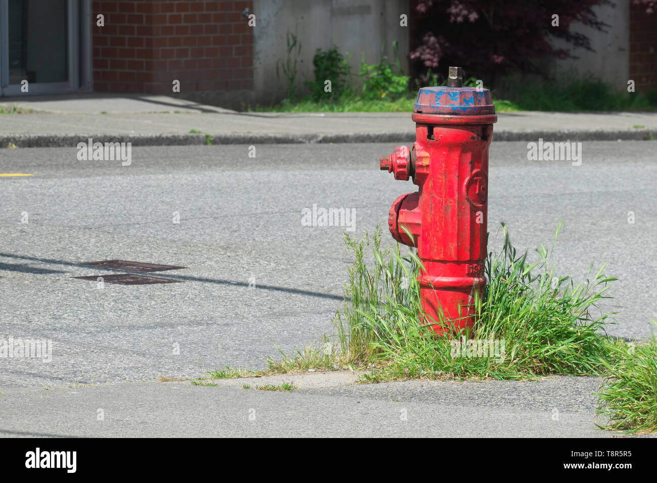 A red fire hydrant with grass growing around it on a city street in ...