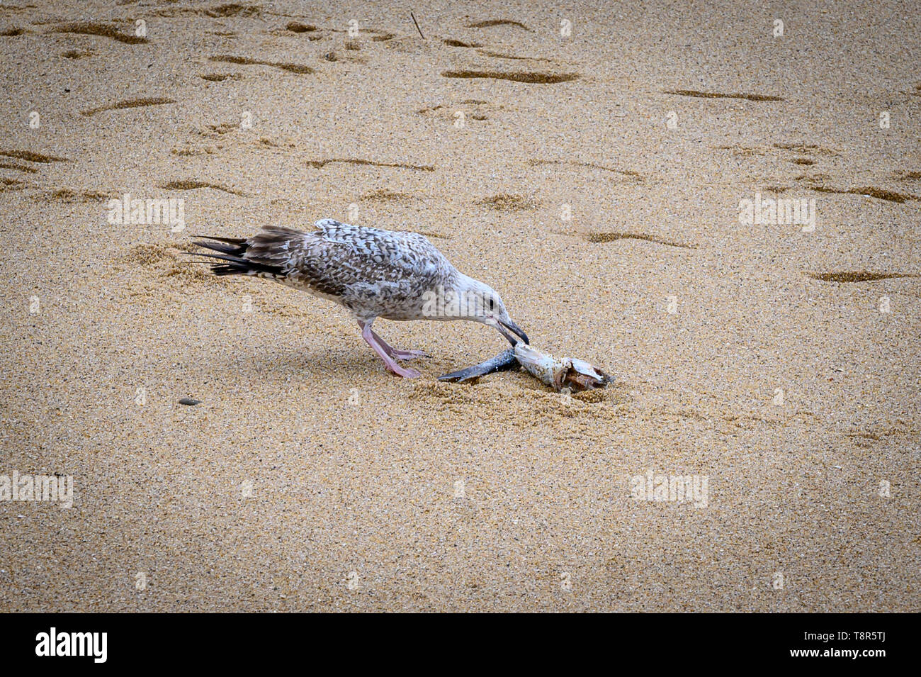 Seagull eating a fish on the freshly caught beach Stock Photo - Alamy