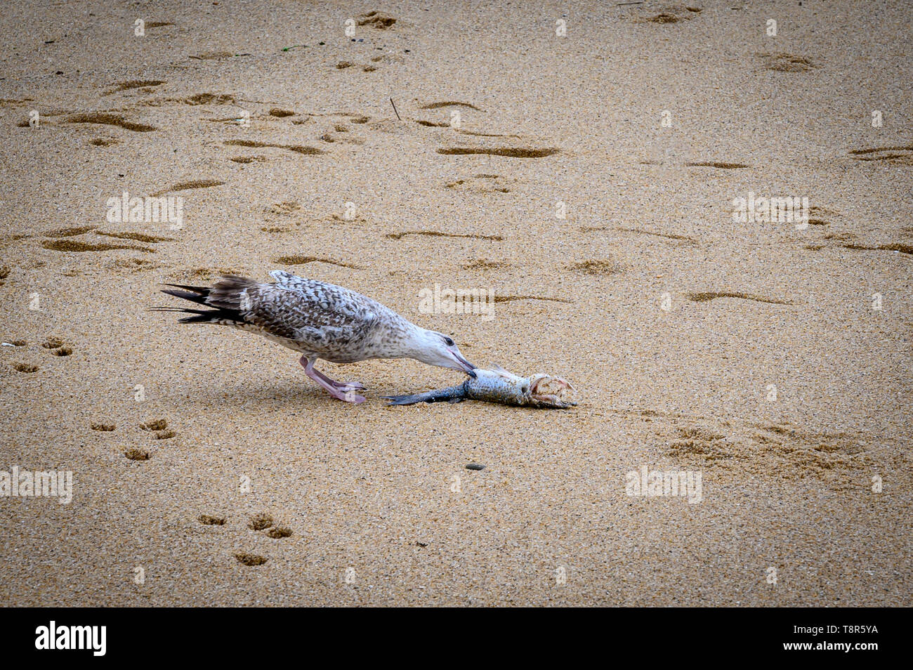Seagull eating a fish on the freshly caught beach Stock Photo - Alamy