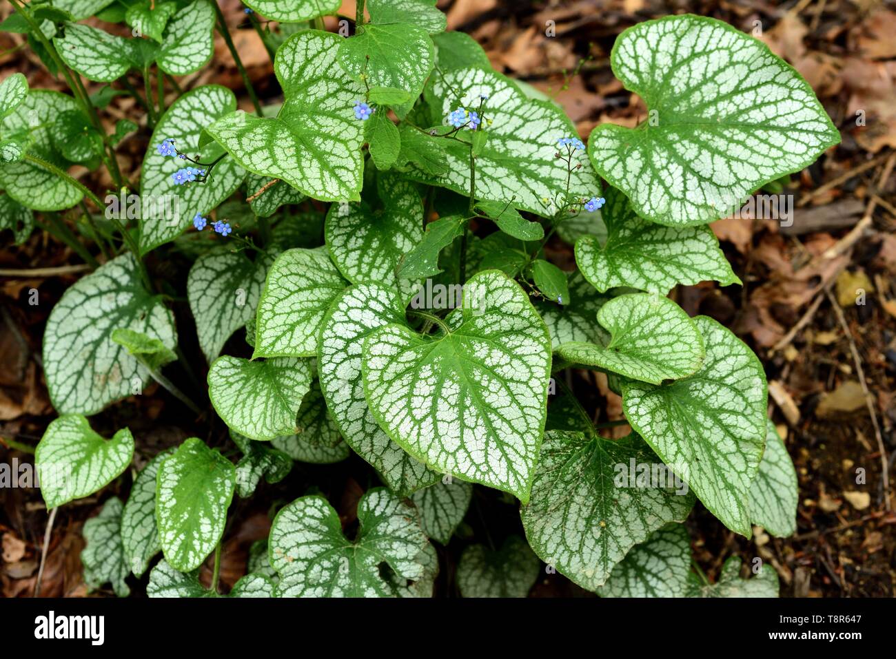 Brunnera hi-res stock photography and images - Alamy