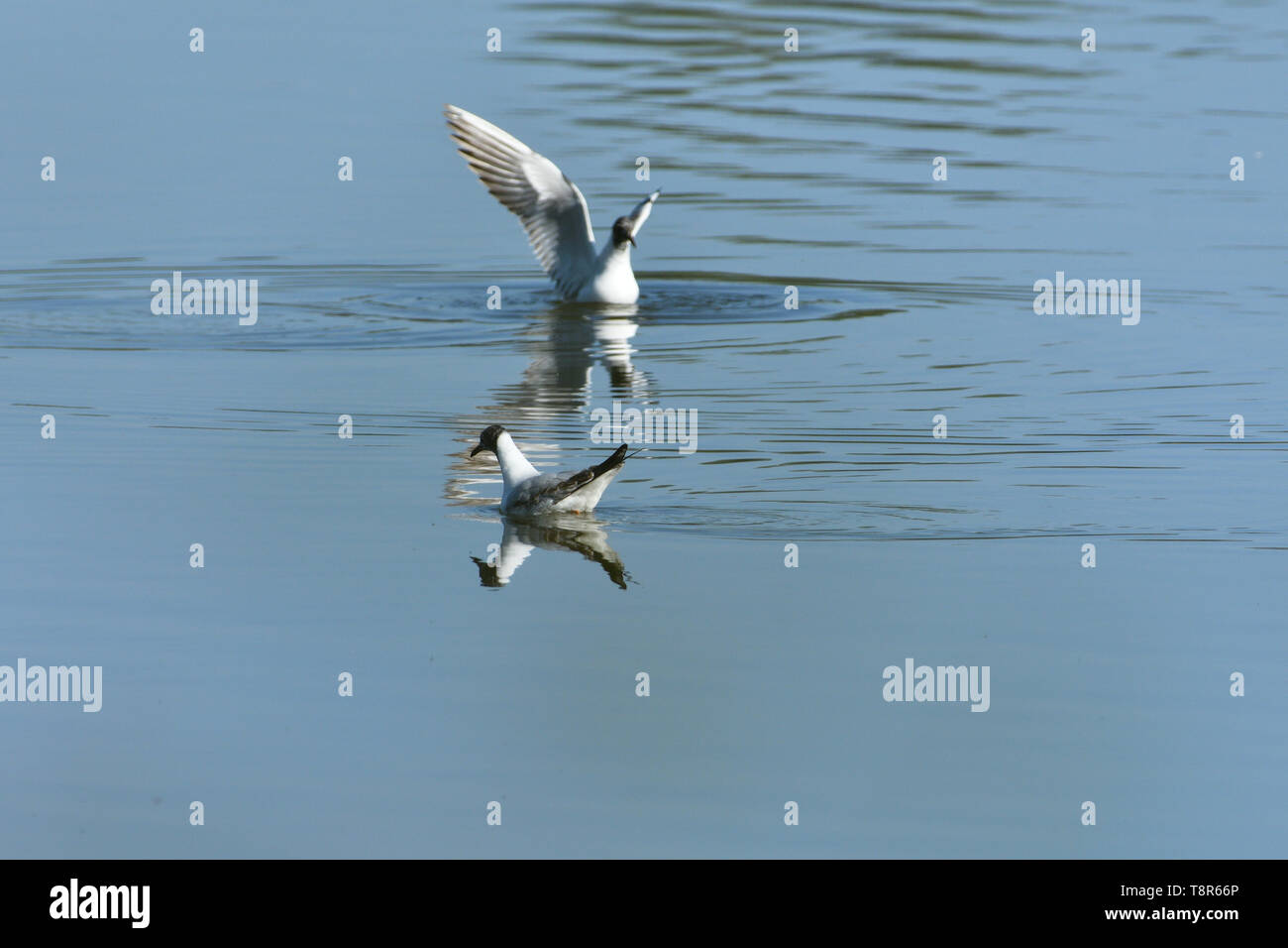seagull flying over the surface of the pond and hunting fish Stock ...