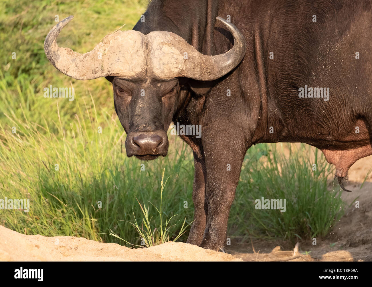African Buffalo looking angry / hangry / hungry. Photographed at Kruger ...