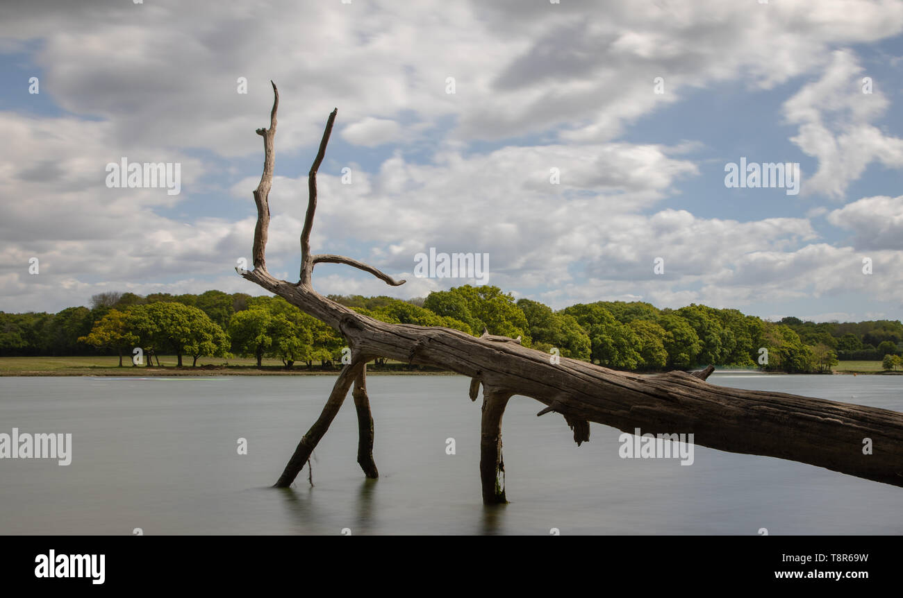 Dead tree fallen over river looks like an animal Stock Photo - Alamy