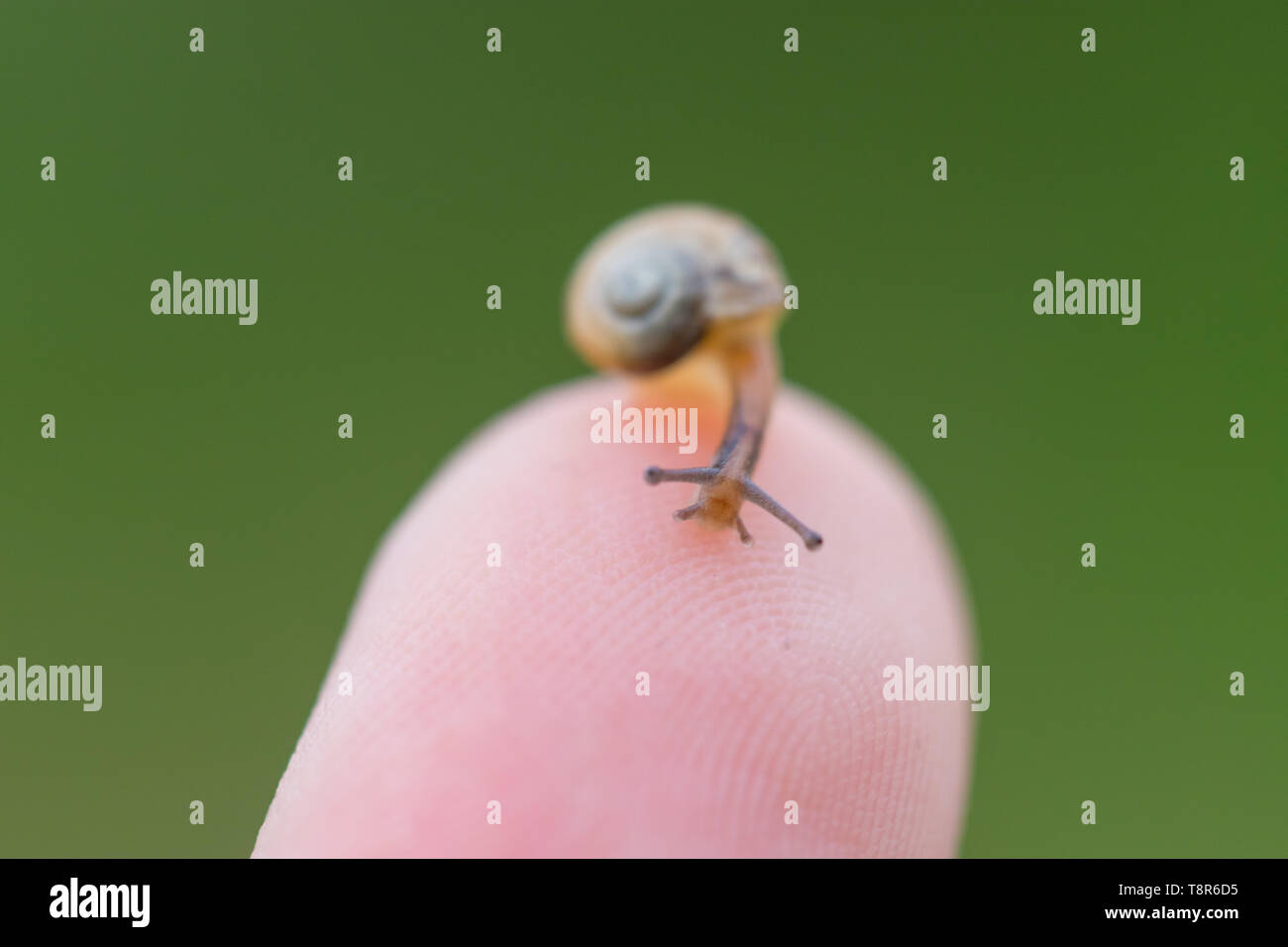 A little brown snail on a finger with a green background Stock Photo ...
