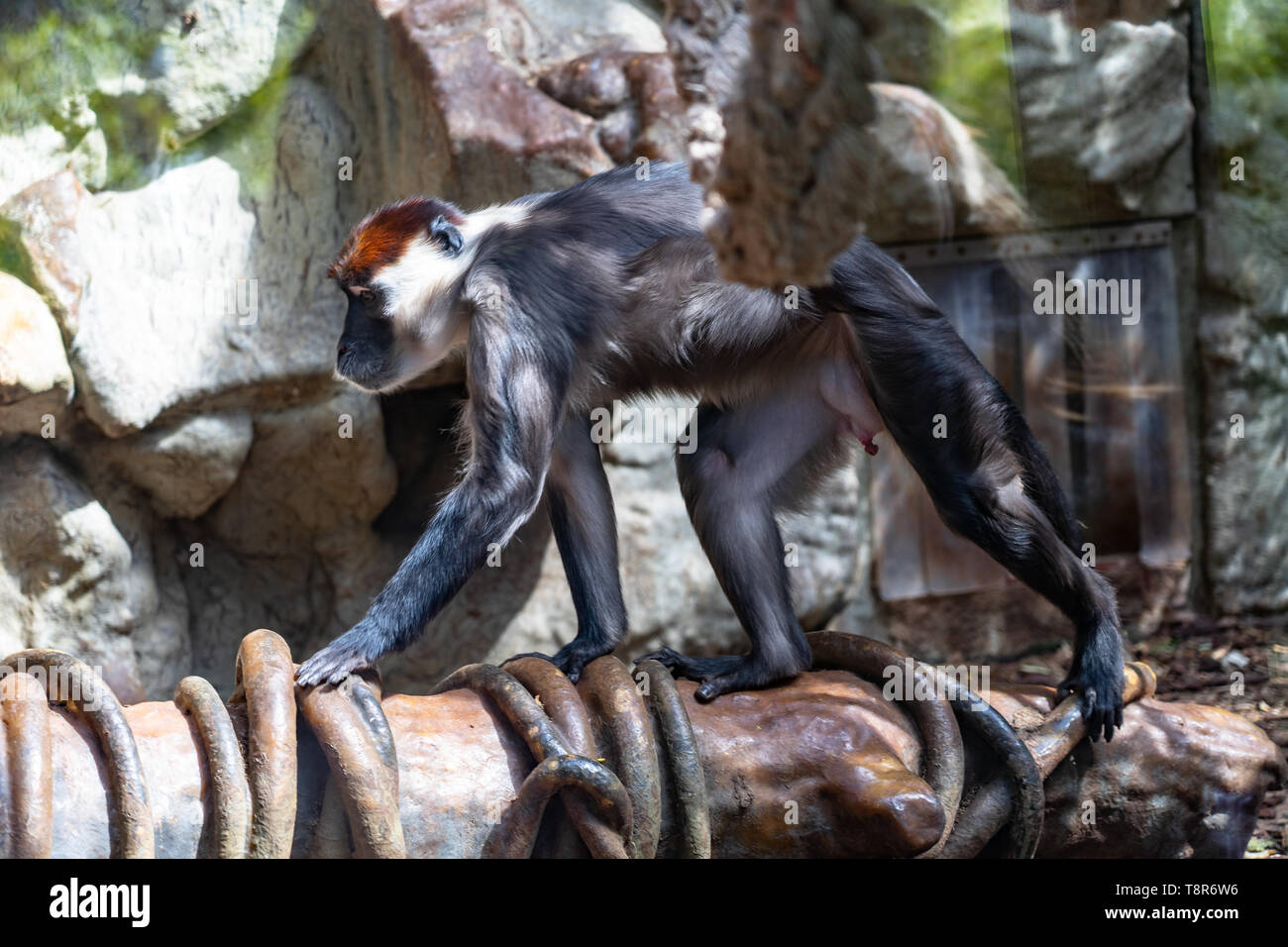 Collared mangabey zoo hi-res stock photography and images - Alamy