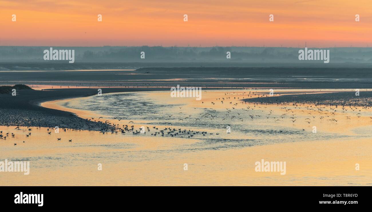 France, Somme, Baie de Somme, Dawn on the bay from the quays of Saint ...