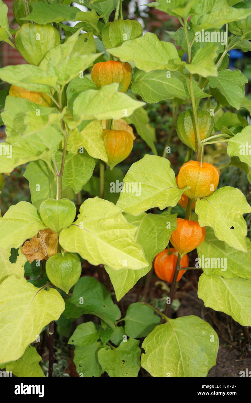 The orange fruit Physalis peruviana Stock Photo - Alamy