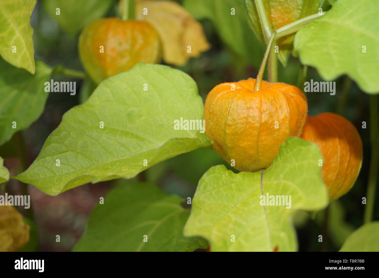 The orange fruit Physalis peruviana Stock Photo - Alamy