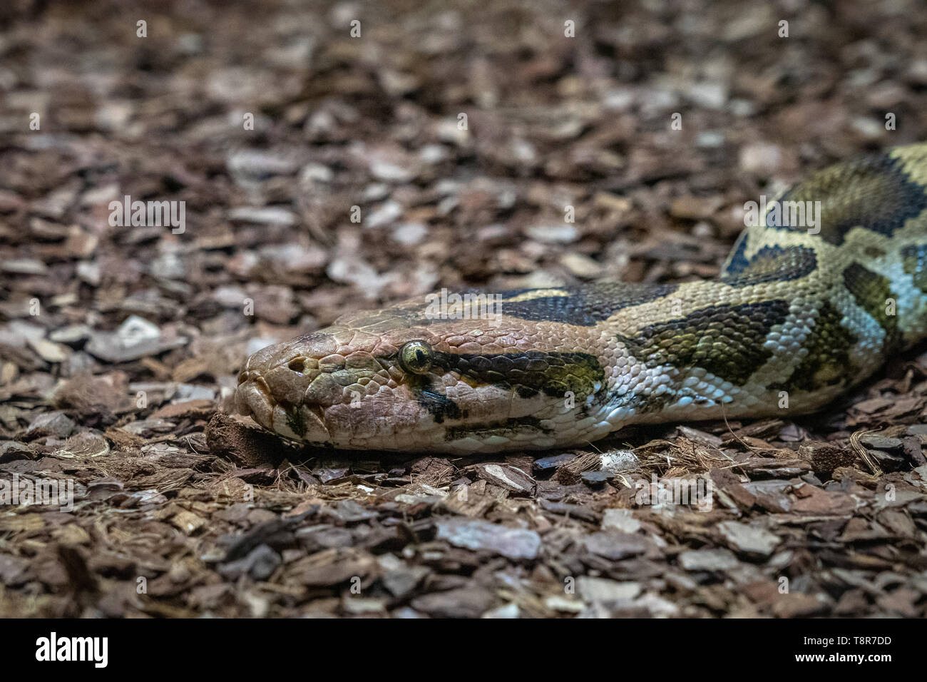 Indian rock python (Python molurus molurus) in zoo Barcelona Stock ... Indian rock python (Python molurus molurus) in zoo Barcelona Stock ...