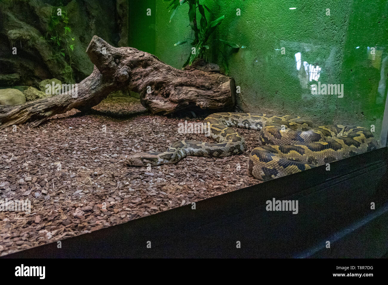 Spain pet snake hi-res stock photography and images - Alamy