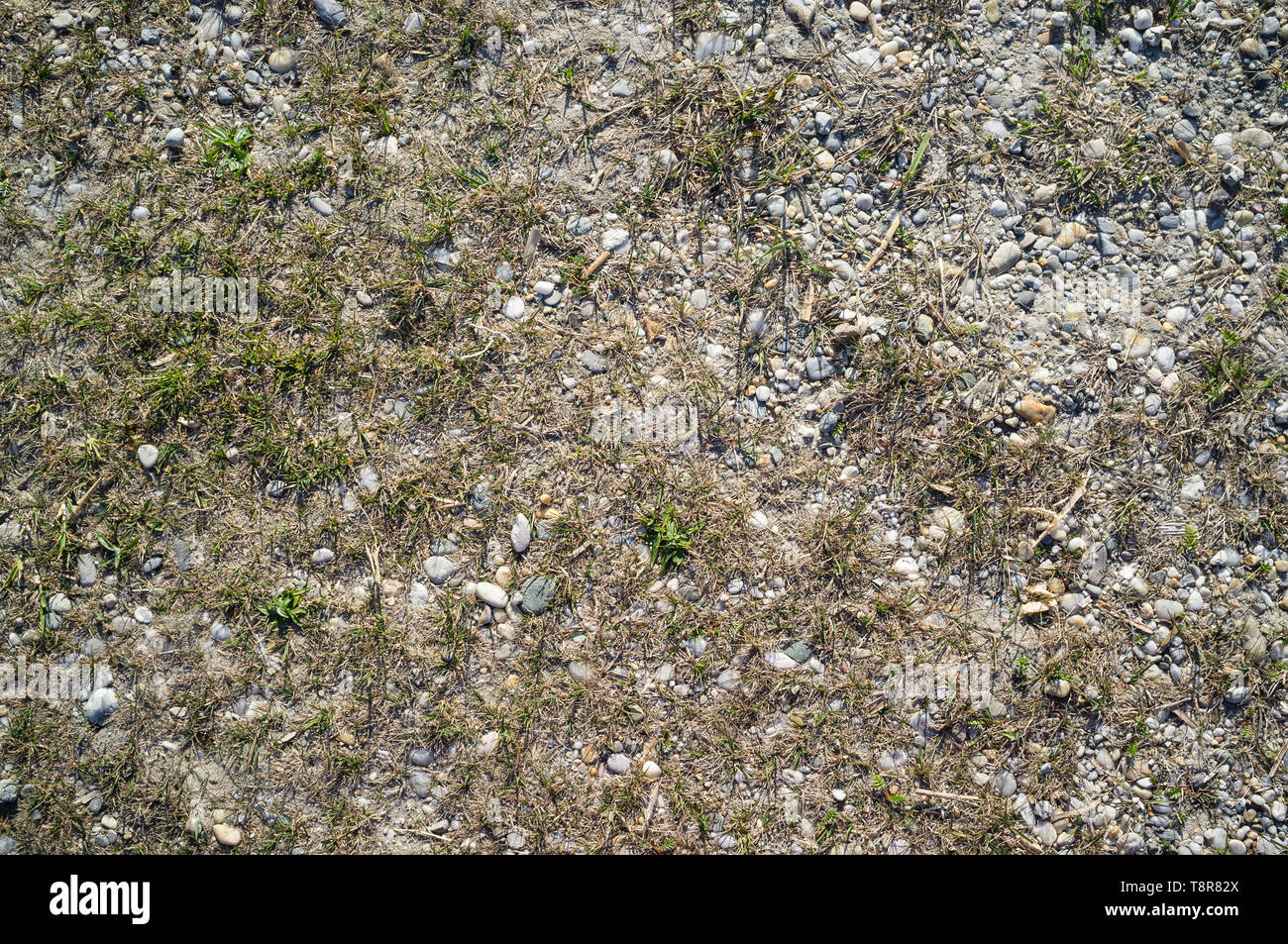 Texture of Lake Shore with Sand and Pebbles overgrown with Weeds Stock ...
