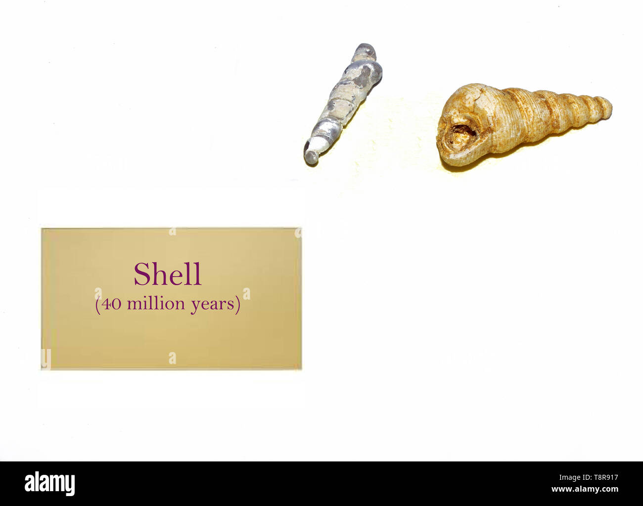 Fossilized shells Cut Out Stock Images & Pictures - Alamy