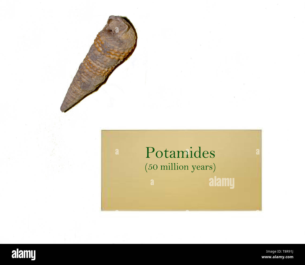 Potamides hi-res stock photography and images - Alamy