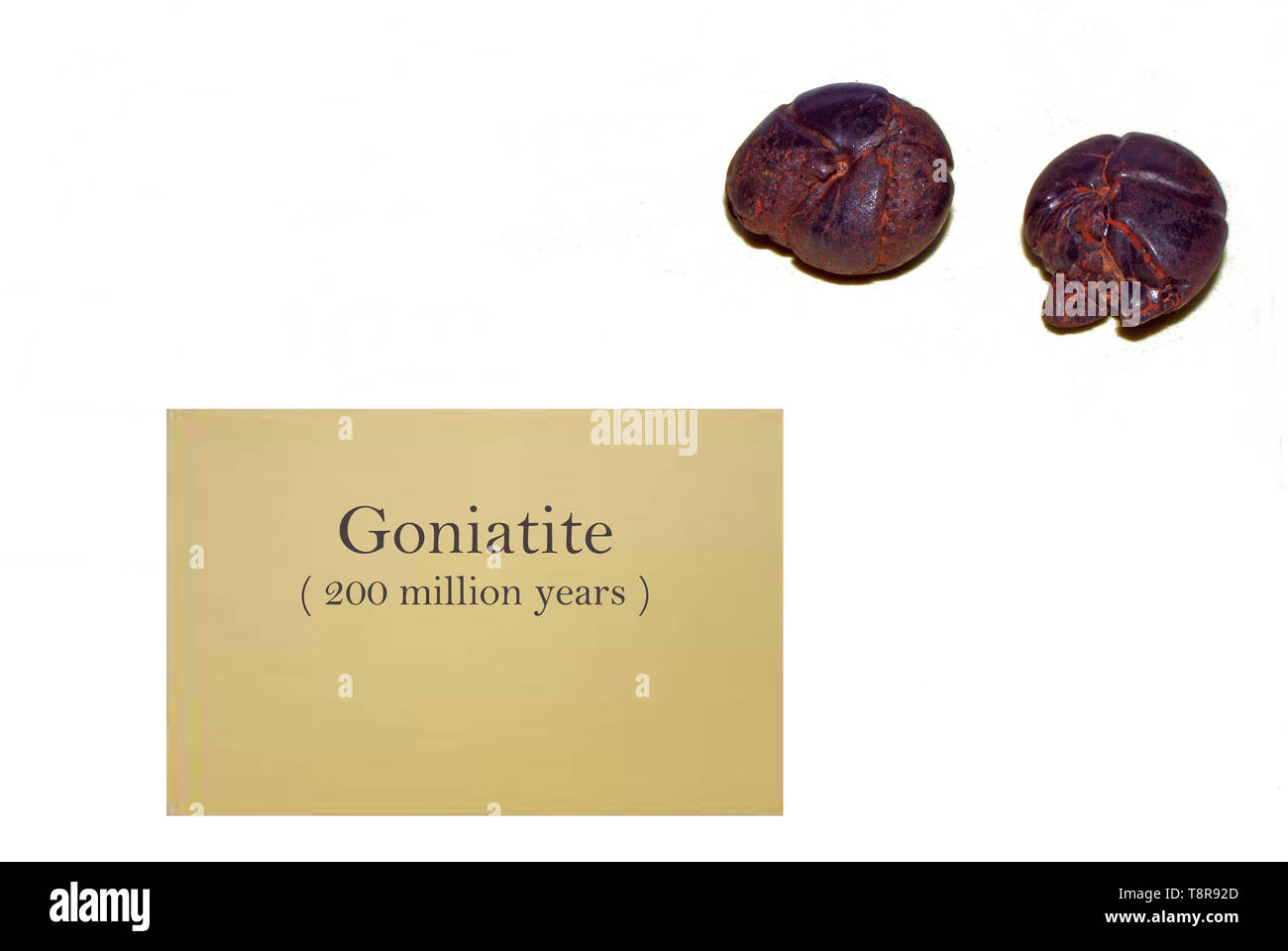 Goniatite shell hi-res stock photography and images - Alamy