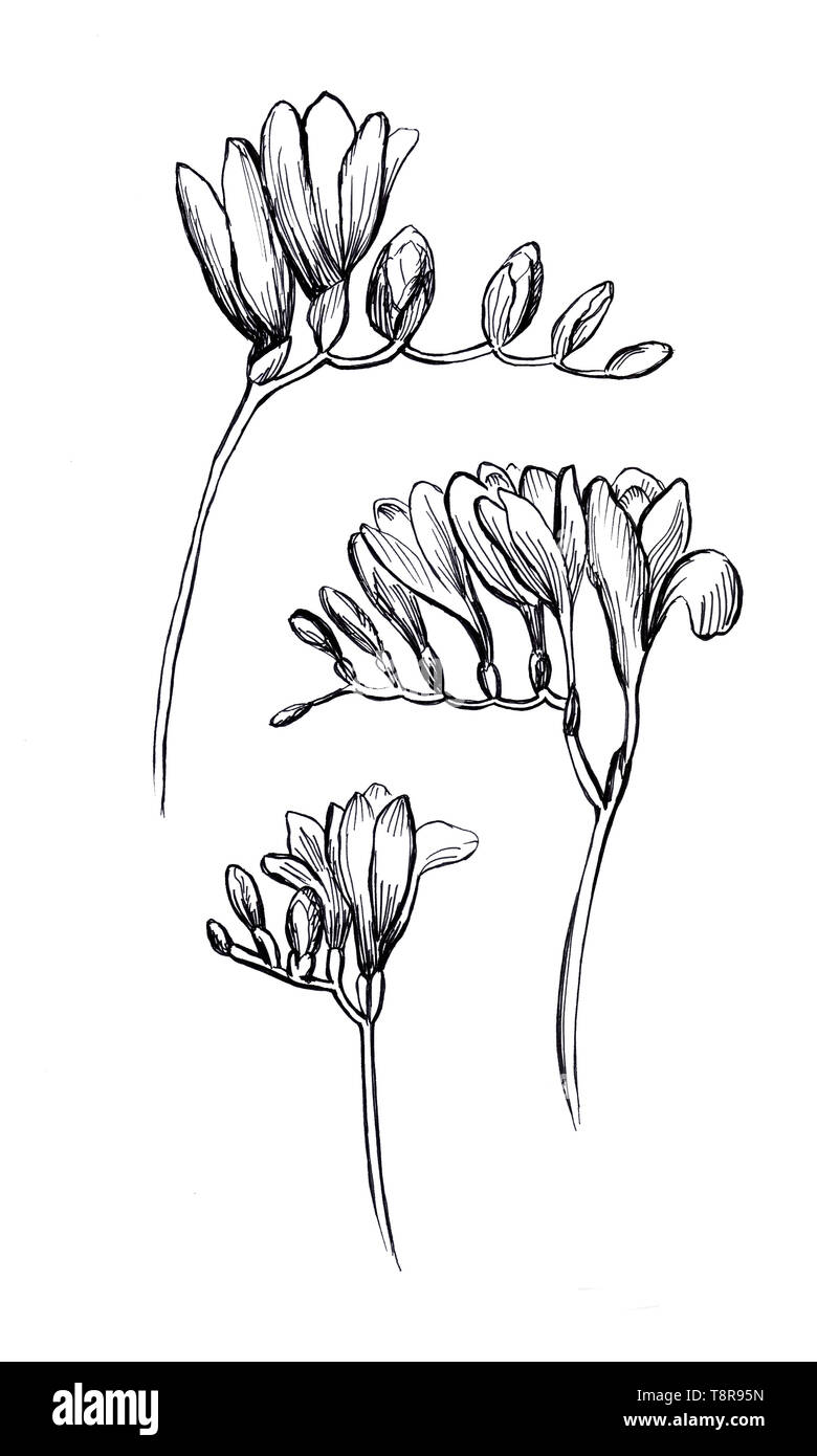 Freesia. Set of floral elements. Hand drawn illustration on white ...