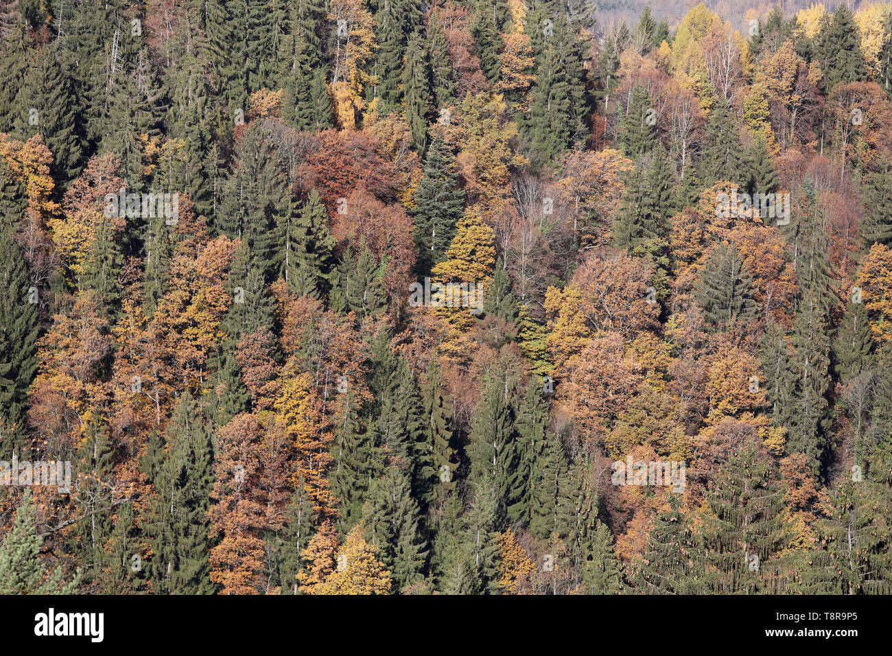 Foret de coniferes en automne hi-res stock photography and images - Alamy