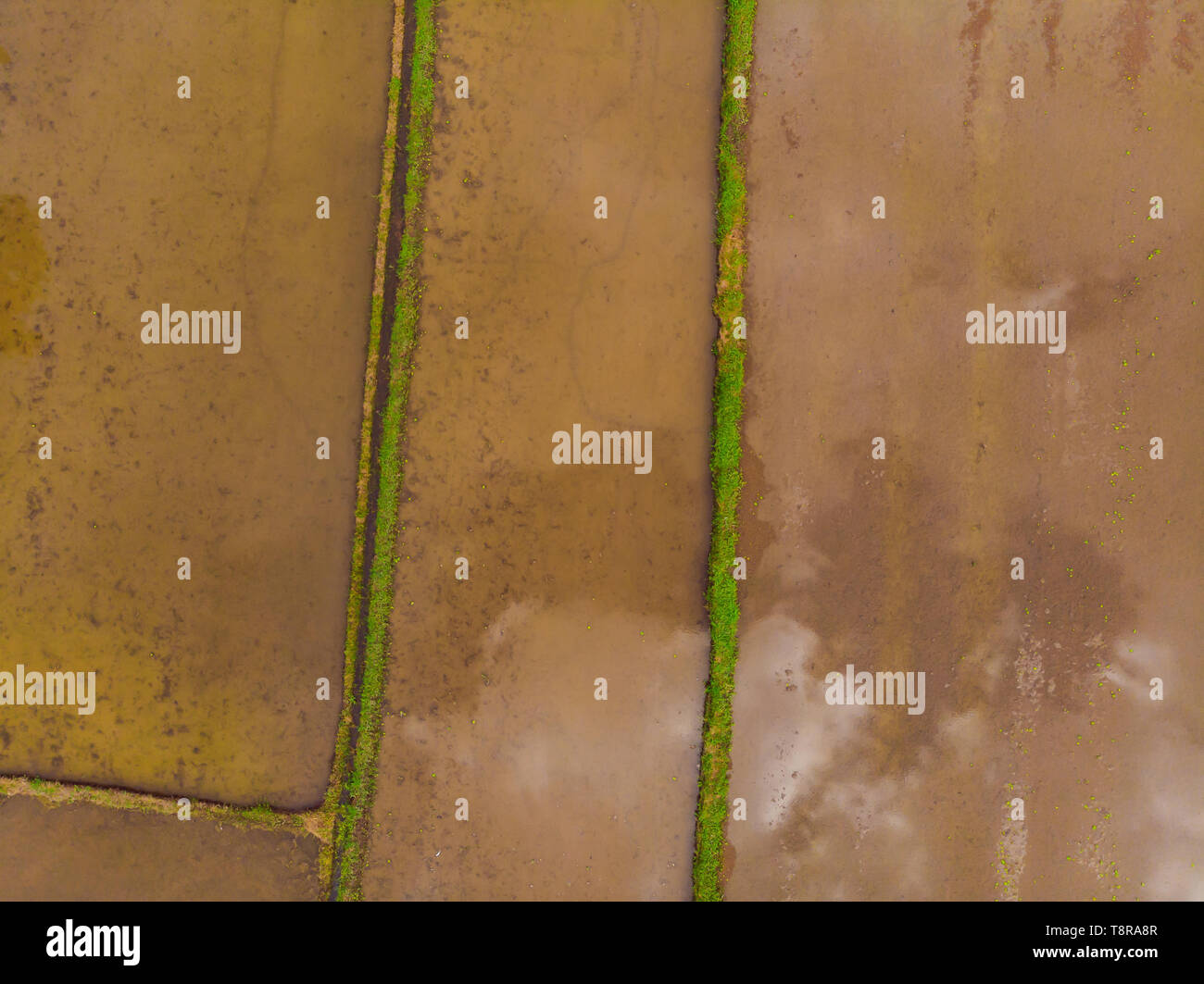 The rice fields are flooded with water. Flooded rice paddies. Agronomic ...