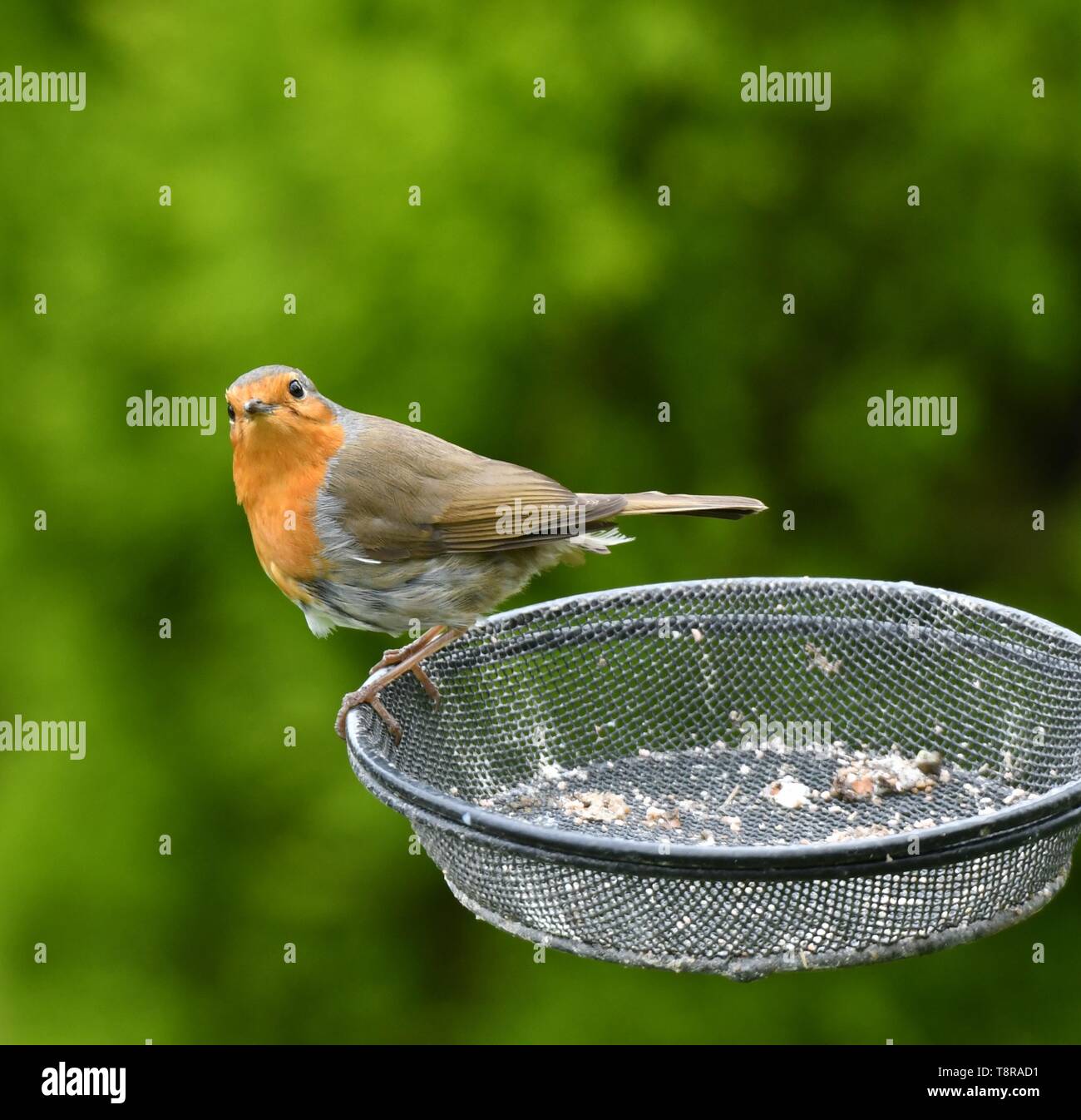 Robin on bird feeder Stock Photo - Alamy