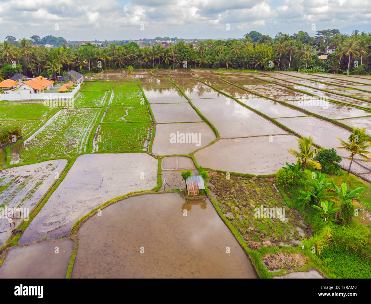The rice fields are flooded with water. Flooded rice paddies. Agronomic ...