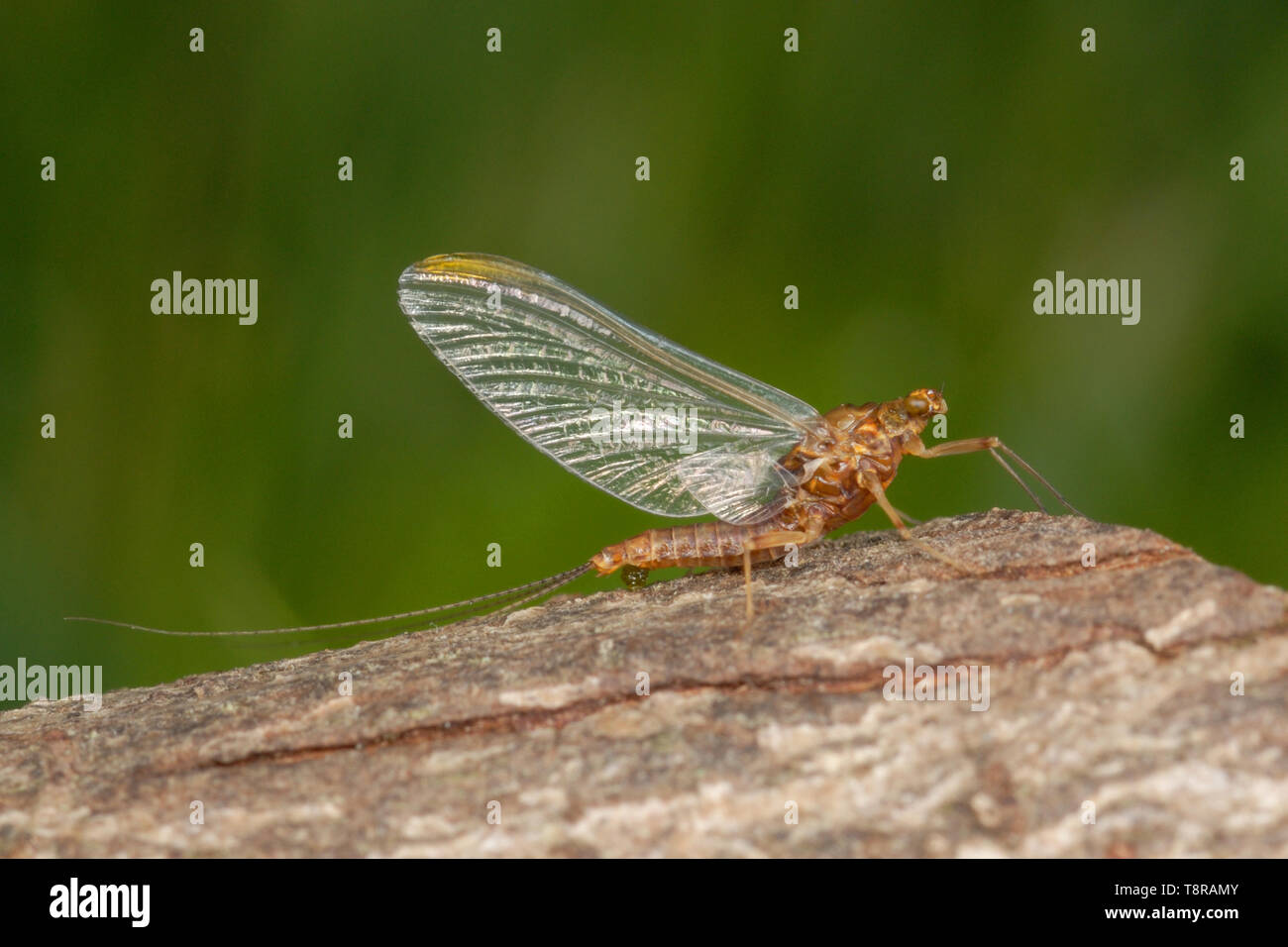 Shadfly wales hi-res stock photography and images - Alamy