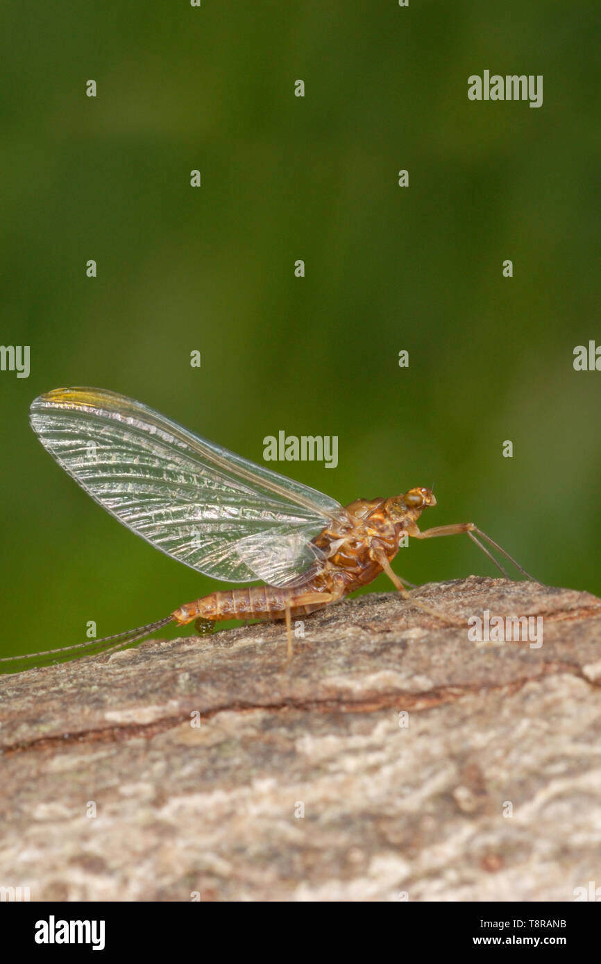 Adult Mayfly (Ephemeroptera sp.) on a dead log on the Gower Peninsula ...
